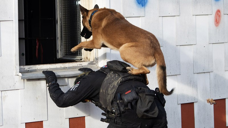 Service dogs of the Military Police: perfect cooperation between man ...